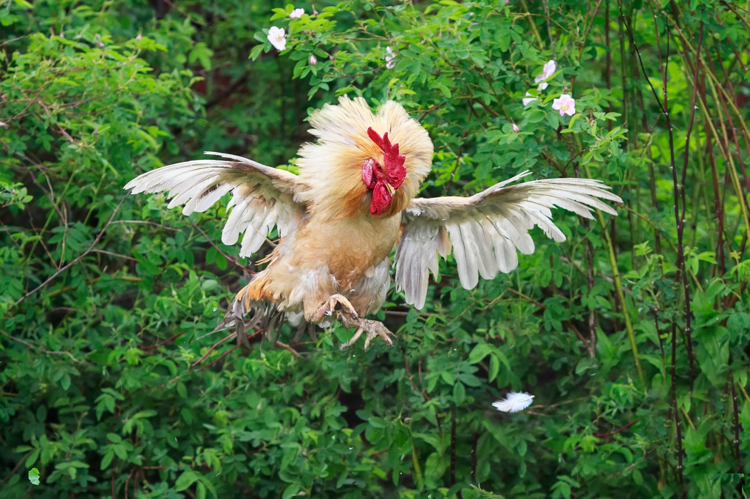How to Tame Aggressive Rooster Behavior - Backyard Poultry